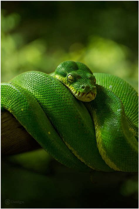 Bite The Wax Tadpole Wonderous World Green Tree Python By Frank