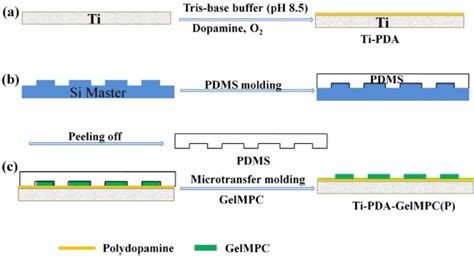 A B And C Schematic Diagram Of The Fabrication Of Micropattern