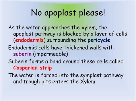 Vascular Tissues In Plants Ppt Download