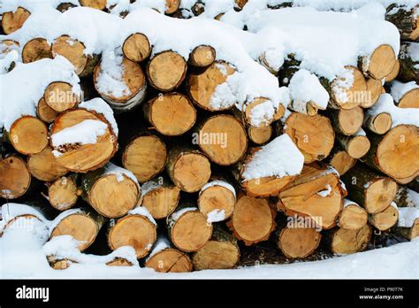 Logging Stack In The Forest During The Winter Stock Photo Alamy