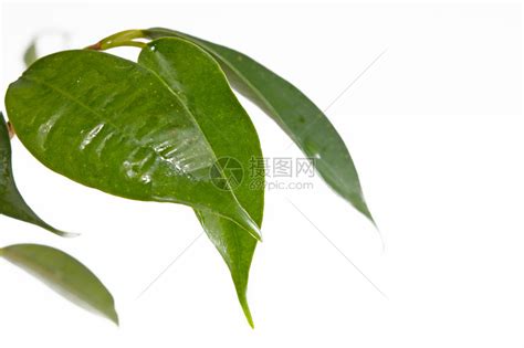 孤立在白色背景上的榕树叶高清图片下载 正版图片503254357 摄图网