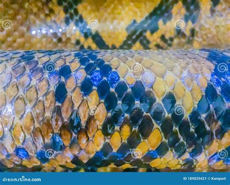 Dried Skin Of The Reticulated Python For Background Reticulated Python