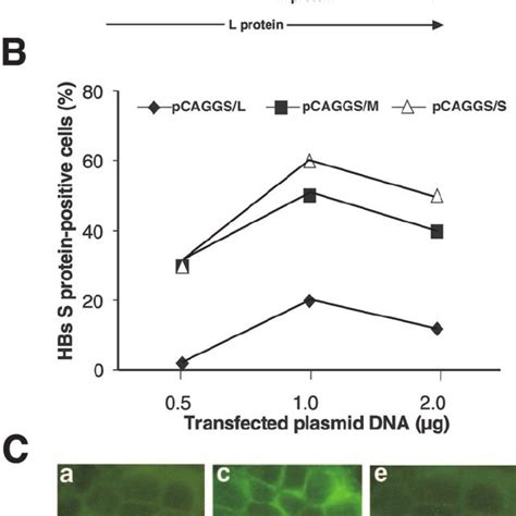 Structure And Expression Of Hbv Surface Proteins A Schematic
