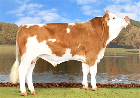 Cornel Der Vollbruder Von Fabbio Calida Swissgenetics