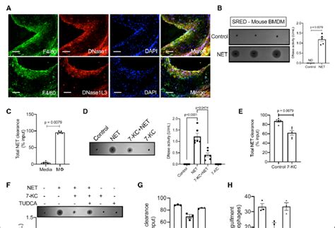Macrophages Secrete DNases In Response To Neutrophil Extracellular