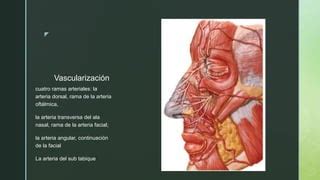 Anatomía De La Narizpptx