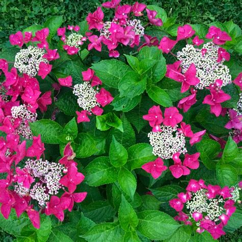 Hydrangea Macrophylla Strawberries And Cream Hydrangea Forest Field