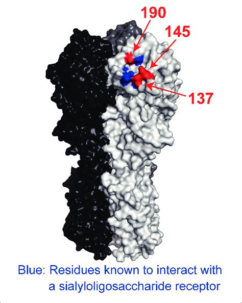 Positions Of Escape Mutations On The Ha Molecule Blue Indicates The