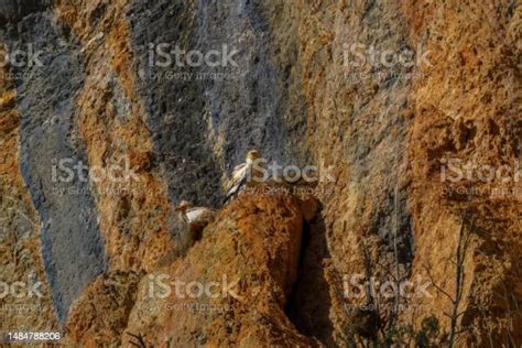 한 쌍의 이집트 독수리가 석회암 벽의 둥지에 자리 잡고 있다 0명에 대한 스톡 사진 및 기타 이미지 0명 가축떼 갈색 Istock