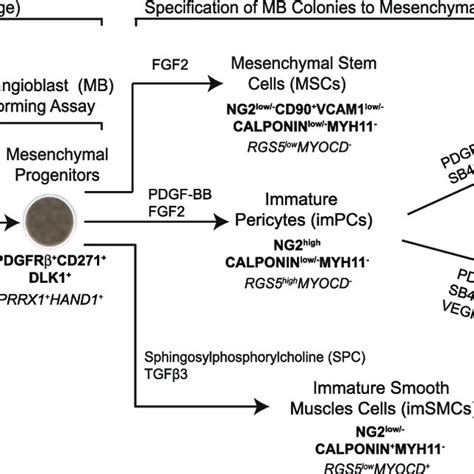 Proposed Model Of Mesoderm Derived Mural Cell Development From Hpscs Download Scientific