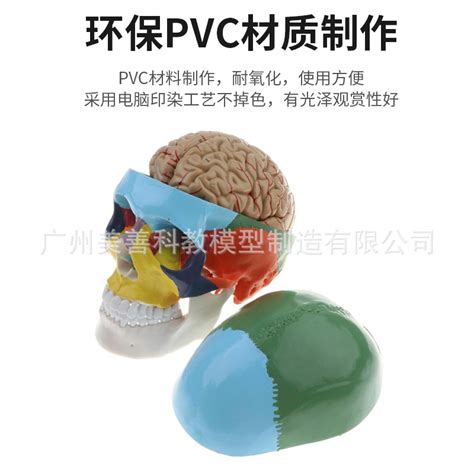 Adult 11 Skull Anatomical Specimen Medical Simulation Human Skull