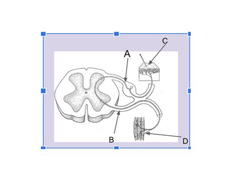 Polysynaptic Labeling Quiz