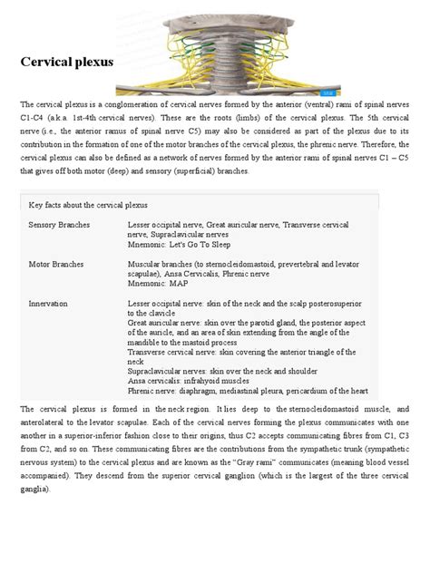 Cervical Plexus Pdf Neck Nervous System