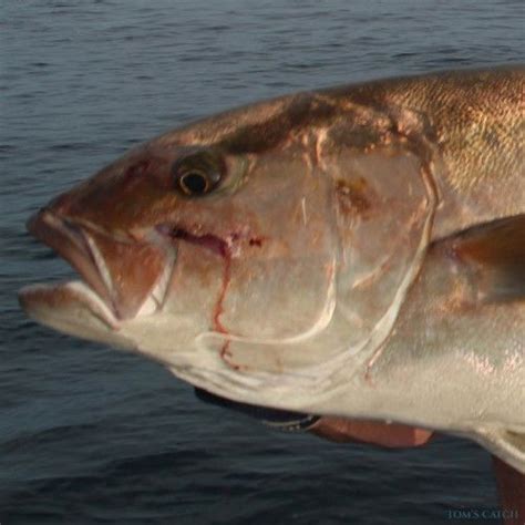 Leerfish Fishing Species Guide Charters And Destinations Toms Catch