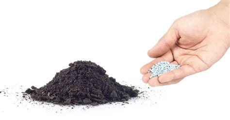 Best Fertilizer For Fig Trees In Pots How To Organic All Roads Lead To Italy