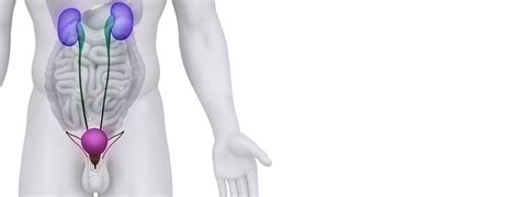 Urodynamics East West Urology Adelaide