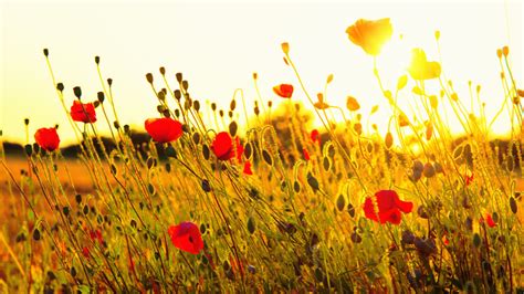 1920x1080 Flowers Nature Field Sunset Sun Grass Poppies Red