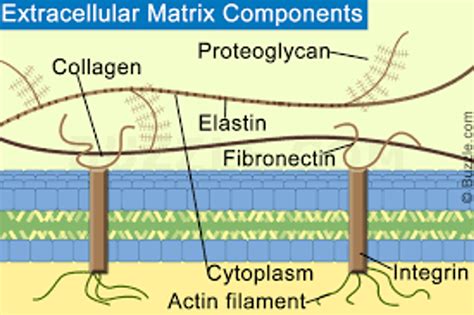 Interstitium Program Send Light To The Extracellular Matrix