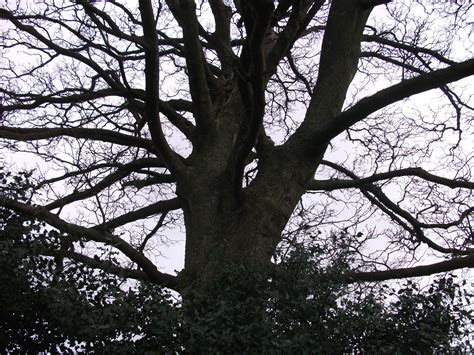 Trees On The Boundary