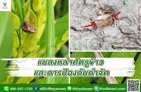 [คลินิกพืชคูลเกษตร Koolkaset Agri Clinic] แมลงหล่า ศัตรูข้าวและการ