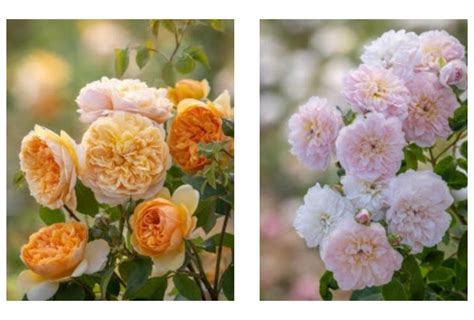 David Austin Celebrates Th With Two New Roses Hortweek