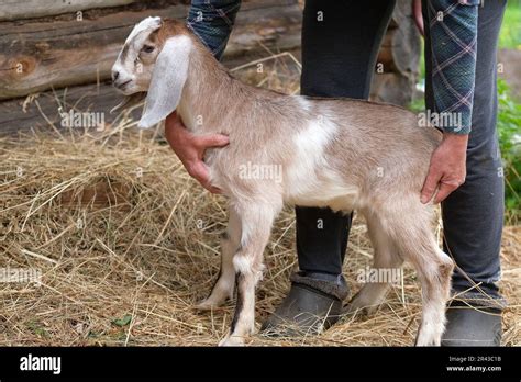 The Anglo Nubian Is A British Breed Of Domestic Goat Little Nubian