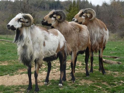 Mouton Cameroun