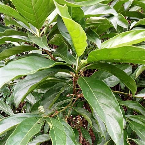Daun Mengkudu Segar Sen Shopee Malaysia