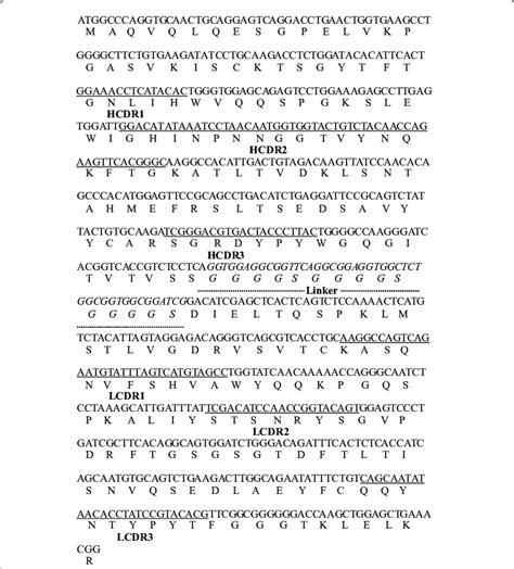 Nucleotide And Deduced Amino Acid Sequences Of As Scfv Antibody Linker