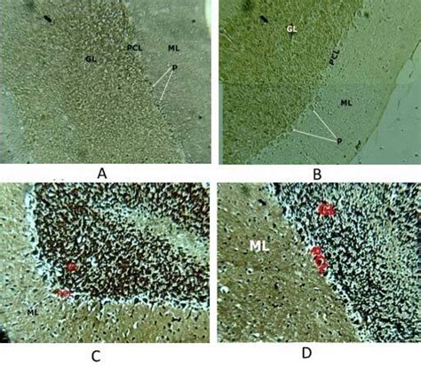 Photomicrographs Of Cerebellum Of Normal Control Olive Oil Control And
