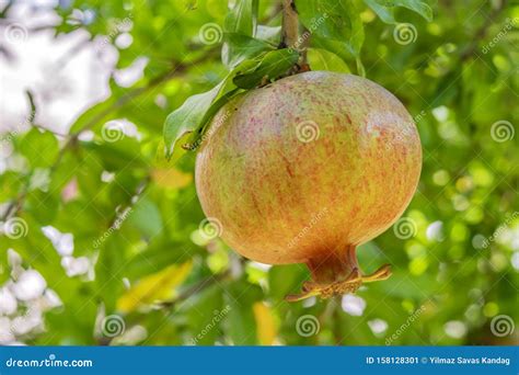 Pomegranates On Tree Banches In Green Nature Stock Image Image Of