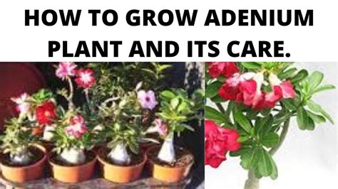 How To Grow Adenium Plant And Its Care Youtube