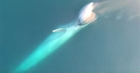 Ravenous Blue Whale Swallows Nearly An Entire Shoal Of Krill In One