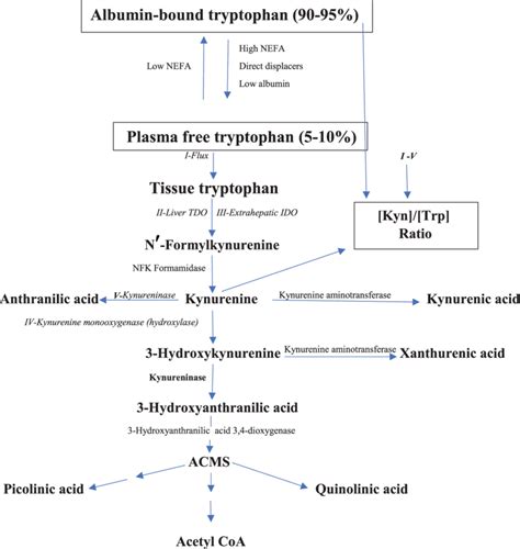 The Kyn Pathway Of Trp Degradation The 5 Determinants Of The