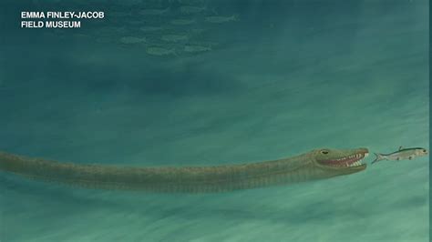 Chicago S Field Museum Researchers Help Solve Prehistoric Fossil