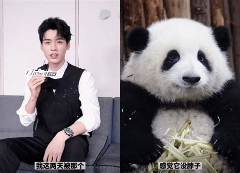 熊猫花花你现在是真的火了！商标成都龚俊