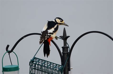 Upminster Birder Birds And Footy
