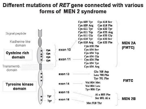 Different Mutations Of Ret Gene Connected With Various Forms Of Men 2