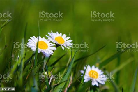 예쁜 흰색 카모마일 노란색 내부 배경에 밝은 녹색 잔디에 0명에 대한 스톡 사진 및 기타 이미지 0명 계절 기념일 Istock