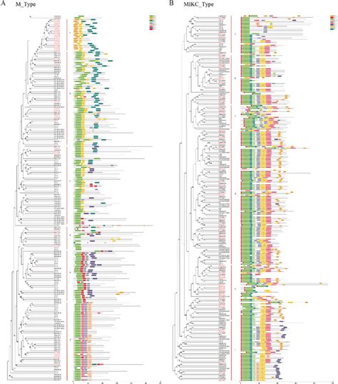 Phylogenetic Relationship And Motif Composition Of Mads Box Proteins