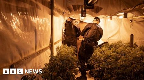 Three Charged After More Than Cannabis Plants Found In Raid
