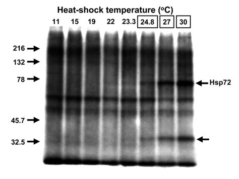 Mytilus Californianus Threshold Induction Temperature In A Single Download Scientific Diagram
