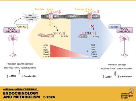 Inhibition Of Crif1 Protects Fatty Acid Induced Pomc Neuron Like Cell