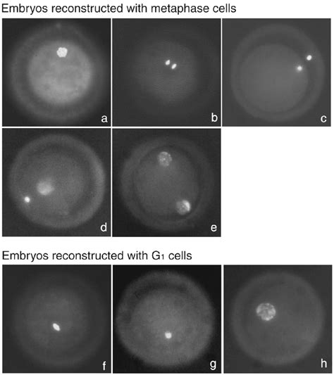 fluorescence micrographs of embryos reconstructed by injection of cells