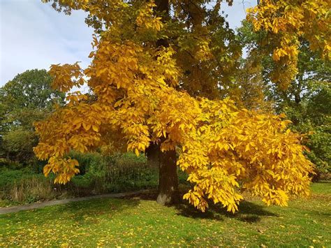 12 Best Tree To Plant In Wisconsin That Feed Wildlife