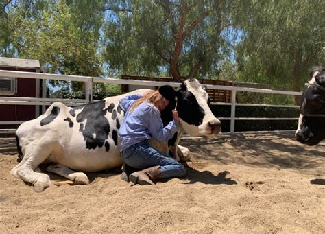 Cow Hugging Is Self Care Purewow