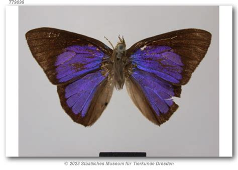 Hypochrysops S Scintillans Type Specimens