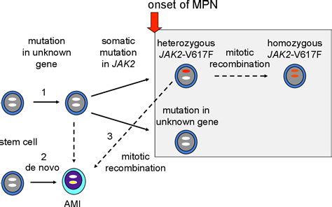 Figure 2 From The Genetic Dissection Of Myeloproliferative Neoplasms