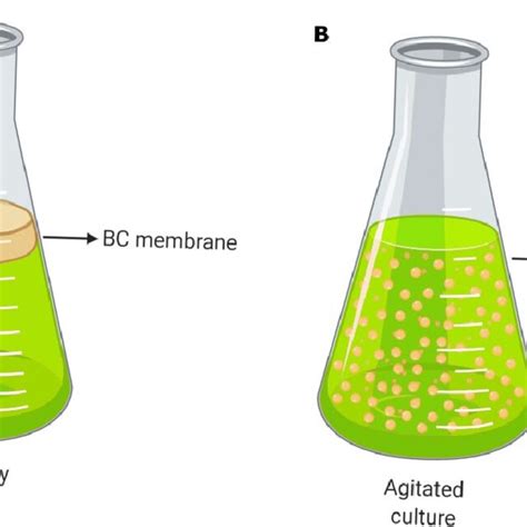 Schematic Representation Of Bc Morphologies Produced By A The Static Download Scientific