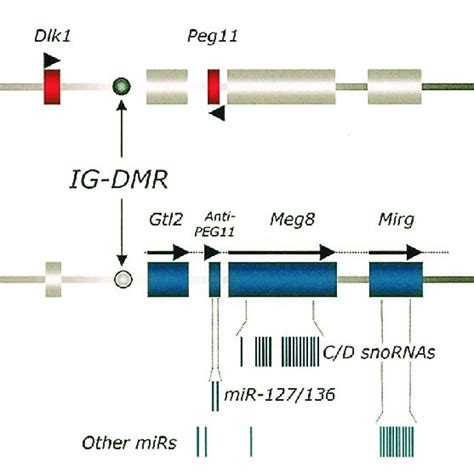 Schematic Representation Of The Imprinted Dlk1 Gtl2 Domain The Genes